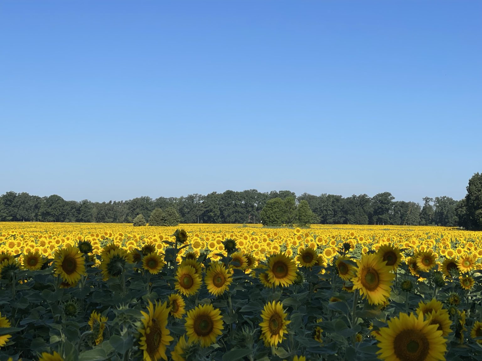 Knochenmarkpunktion – Schwerpunktpraxis Hämatologie und Onkologie in ...